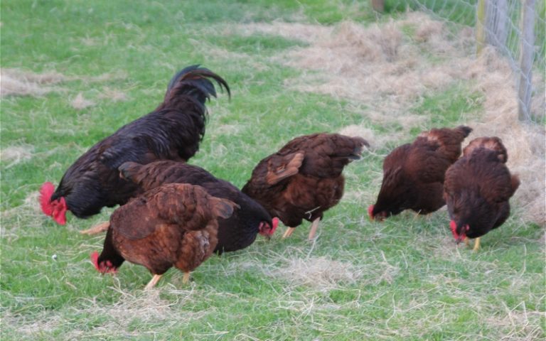 Ashe Farm Camping & Caravan Site – The Camping & Caravan Site